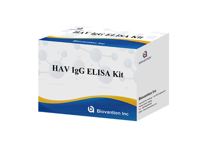HAV IgM Elisa Test Hepatitis A Diagnositc Kit In Vitro Enzyme Immunoassay