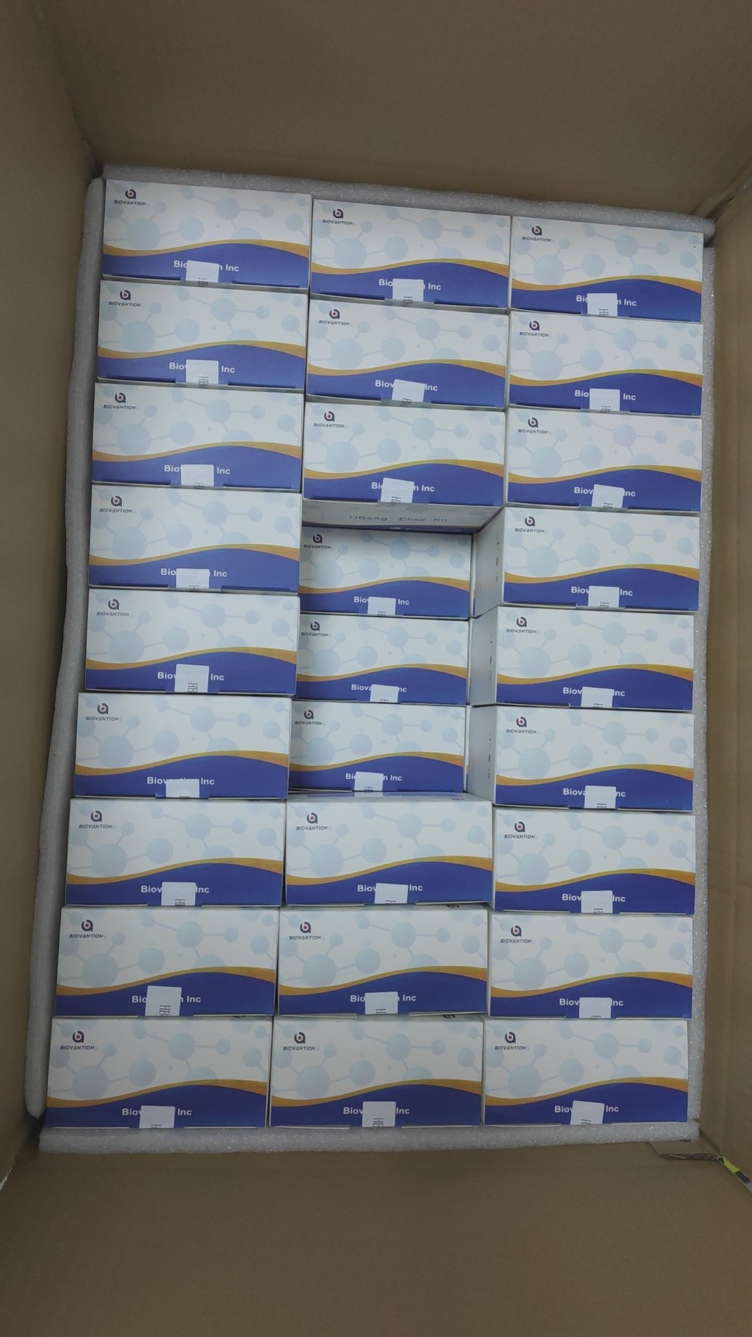 HPV Human Papillomavirus Detection Kit Multiplex Real-time PCR ...