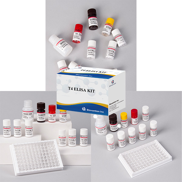 Commonly used thyroid hormone test T4 Triiodothyronine ELISA TEST KIT